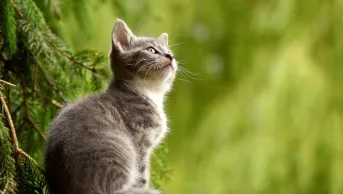 D'où viennent les expressions "avoir d'autres chats à fouetter" et ...