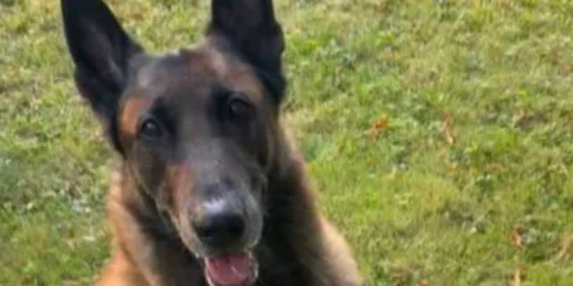 Mort d'Alain Delon : on sait enfin qui va s'occuper de son chien Loubo ...