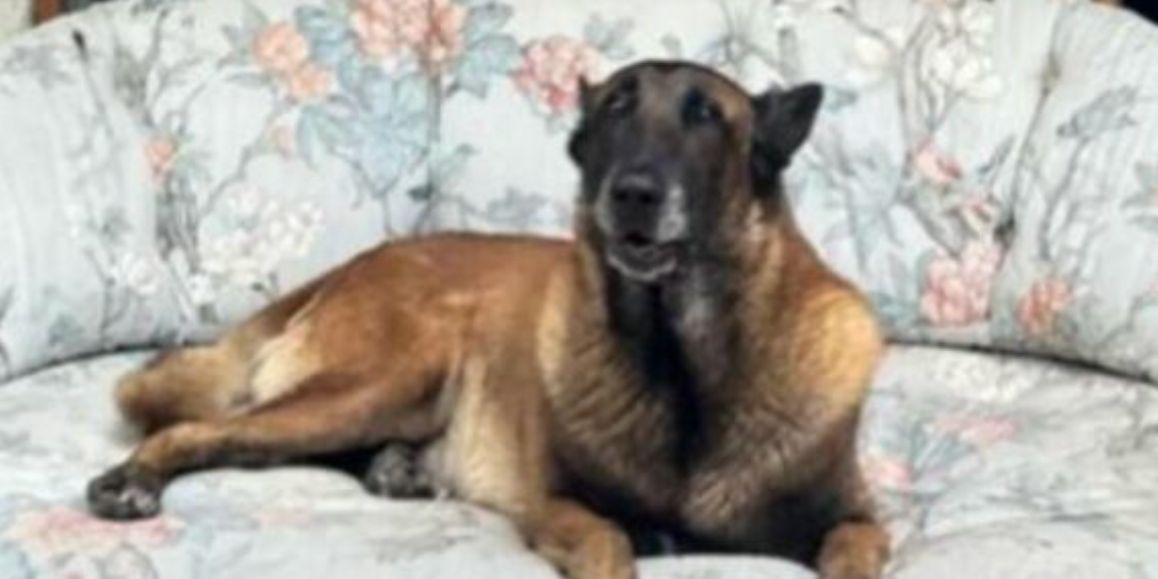 Mort d'Alain Delon : son chien Loubo ne sera ni euthanasié ni adopté ...