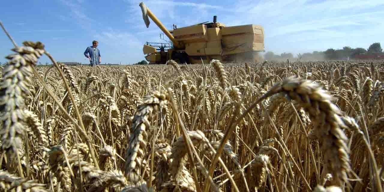 La France céréalière sonnée face à une moisson de blé historiquement faible