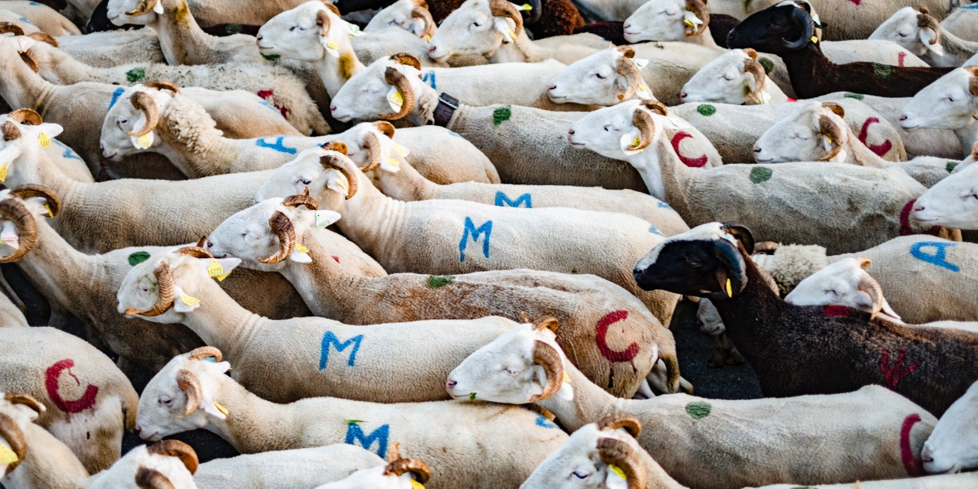 VIDEO - Infection ou instinct de survie ? Des moutons ont tourné en rond pendant deux semaines ...