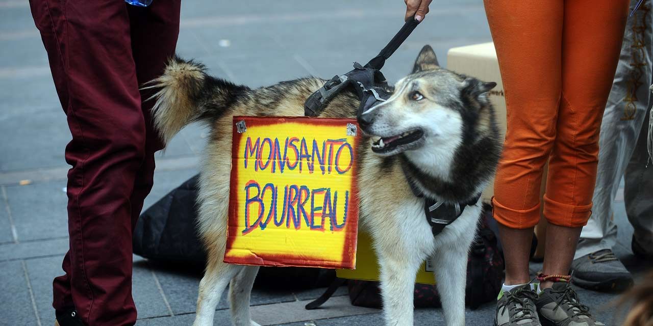 Des milliers de manifestants anti-OGM défilent contre Monsanto