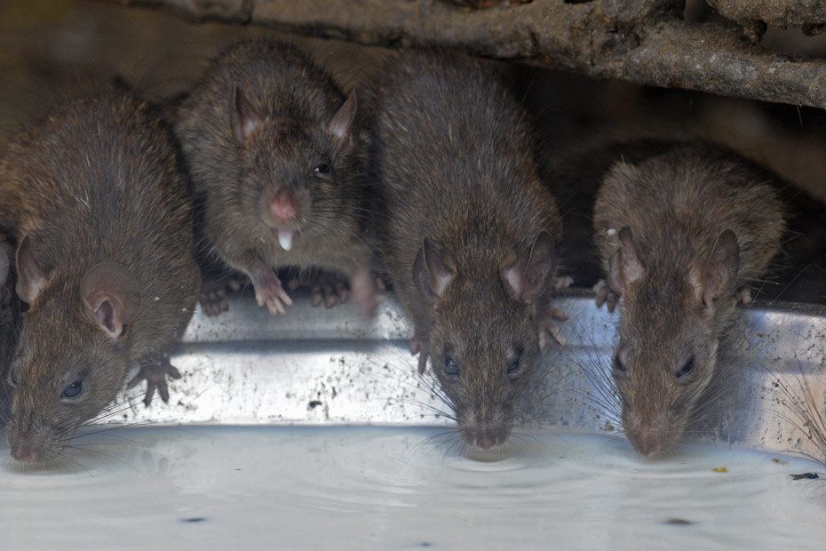 Bientôt la "ratpocalypse" à New York